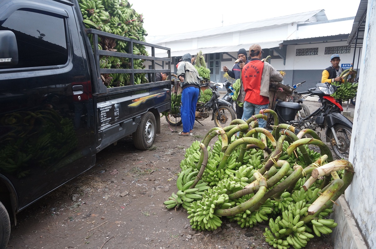 Pisang Impor Lewat, Pisang Agung Semeru Lumajang Lebih Kaya Nutrisi