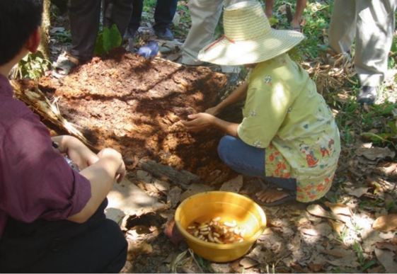 Mencicipi Ulat Sagu, Kuliner Sensasional yang Tinggi Protein