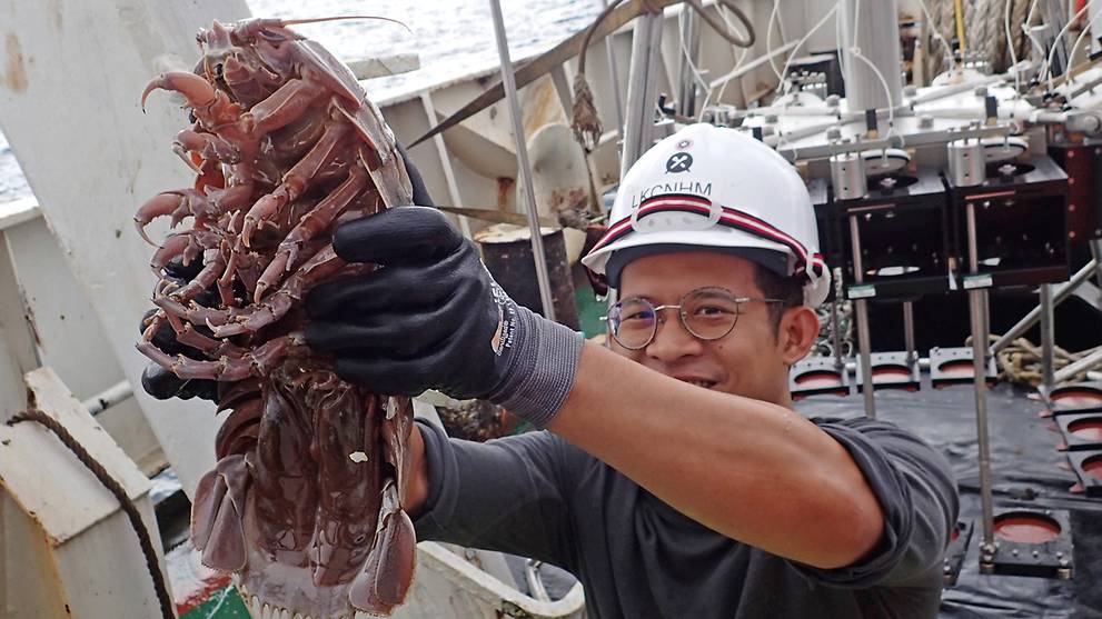 Bathynomus, Kecoak Laut Raksasa yang Hidup di Selat Sunda