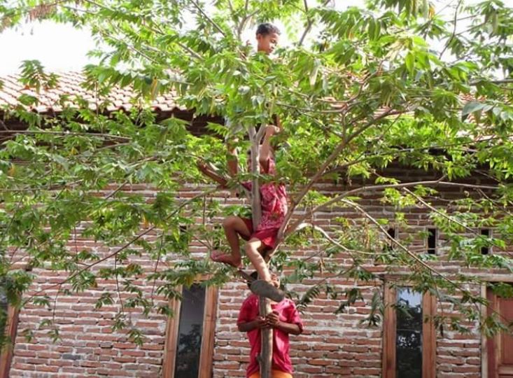 Tersebar di Indonesia, Buah Kersen Si Manis yang Legendaris