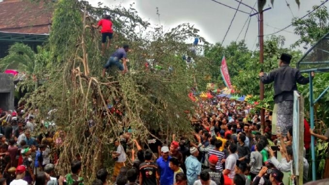 Tersebar di Indonesia, Buah Kersen Si Manis yang Legendaris