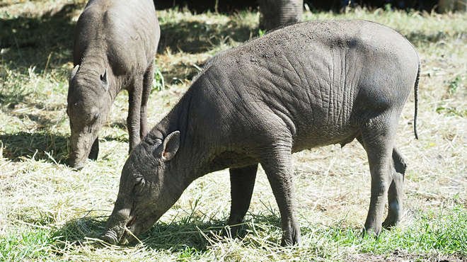 Kebun Binatang London Hadirkan "Babi Setan" Asli Indonesia