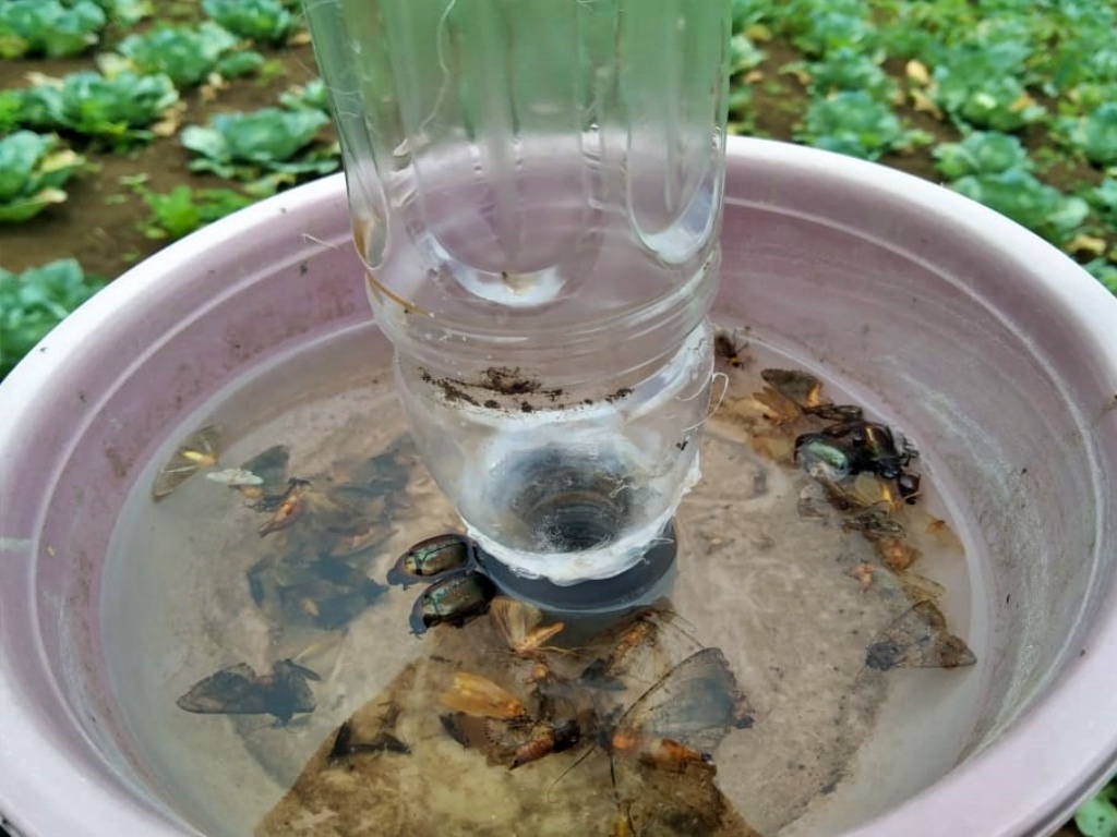 Light Trap Insect, Solusi Pengendali Hama Selain Pestisida