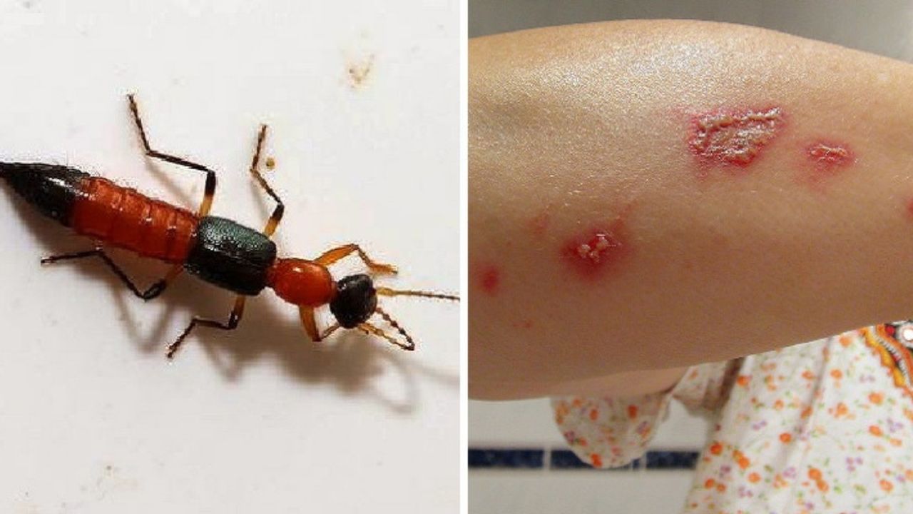 Pernah Mewabah di Indonesia, Bahaya Tomcat Ternyata Tidak Seperti yang ...