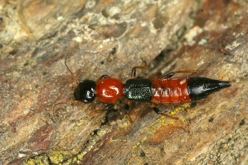 Pernah Mewabah di Indonesia, Bahaya Tomcat Ternyata Tidak Seperti yang ...