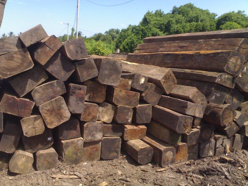 Meranti si Jawara Penyerap Karbon Bernilai Ekonomi Tinggi