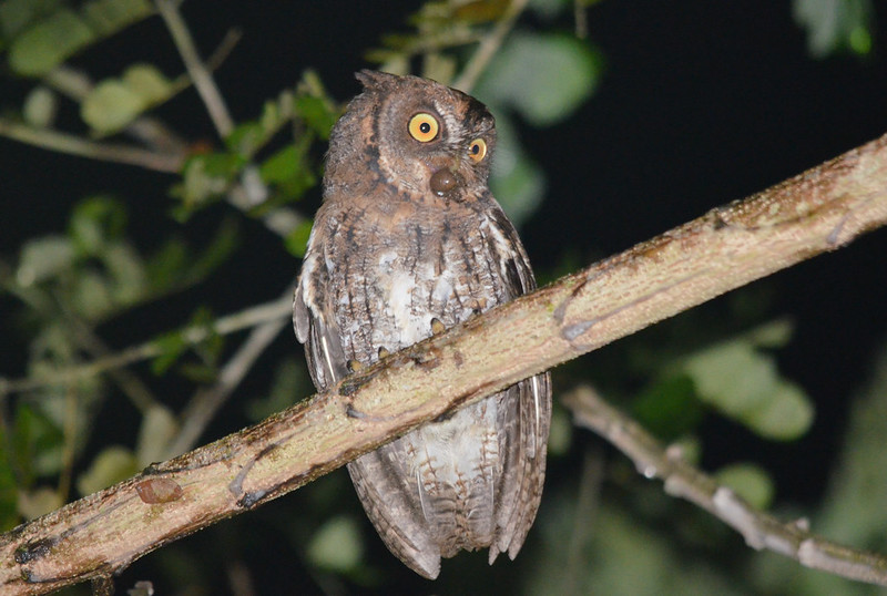 Mengenal Satu-Satunya Burung Endemik di Pulau Lombok dengan Mitos Petaka