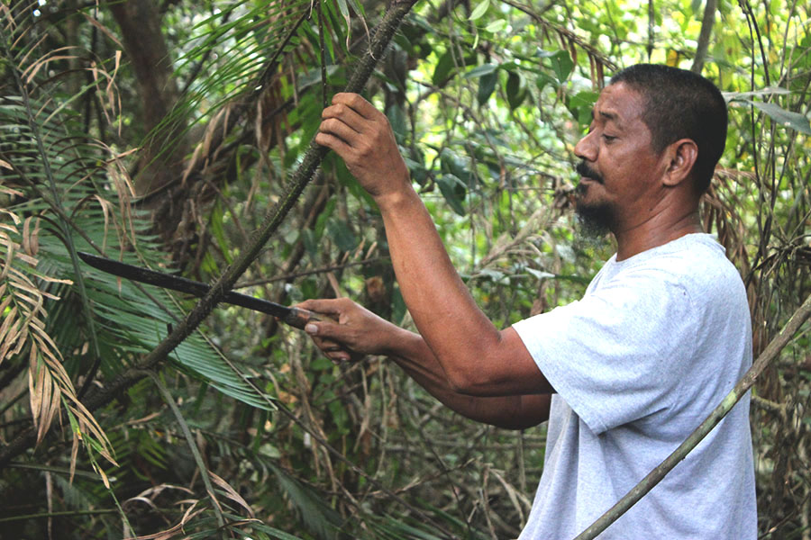 Mengenal Umbut Rotan yang Ternyata Lezat untuk Dimakan
