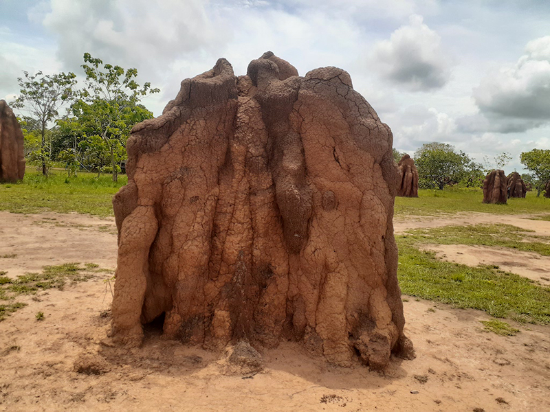 Mengenal Rayap Pembangun Katedral di Ujung Timur Indonesia