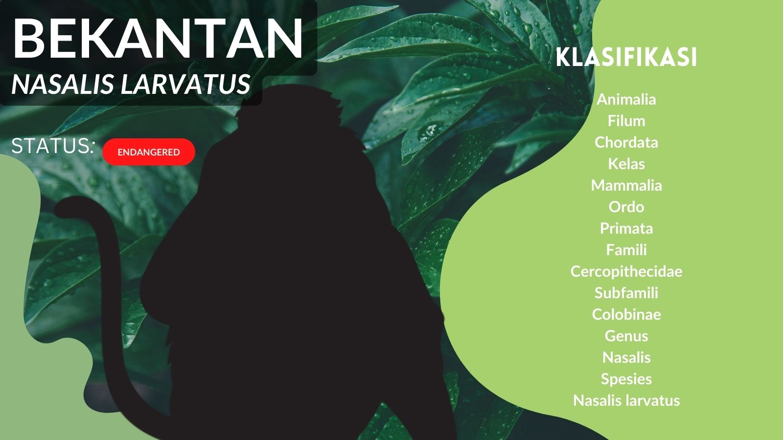 Bekantan (Nasalis larvatus): Satwa Primata Tipe Asiatis dari Pulau Kalimantan