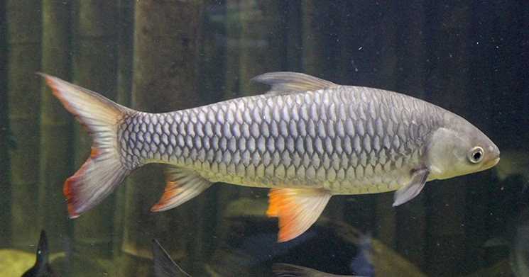 5 Hewan Huruf J yang Mungkin Belum Kamu Tahu